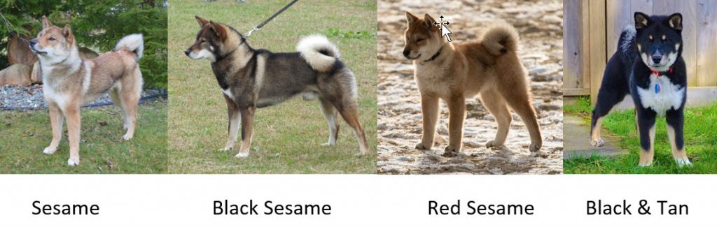 The Shikoku - Akashima Shikoku Kennels