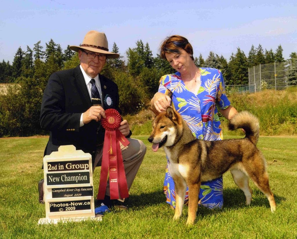 Ch. Akashima's Kochi Ken Aiko Mura - Akashima Shikoku Kennels