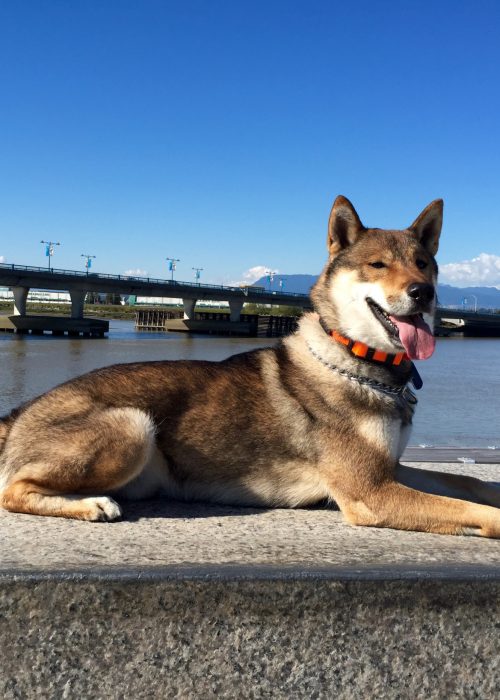 Shikoku Life - Akashima Shikoku Kennels